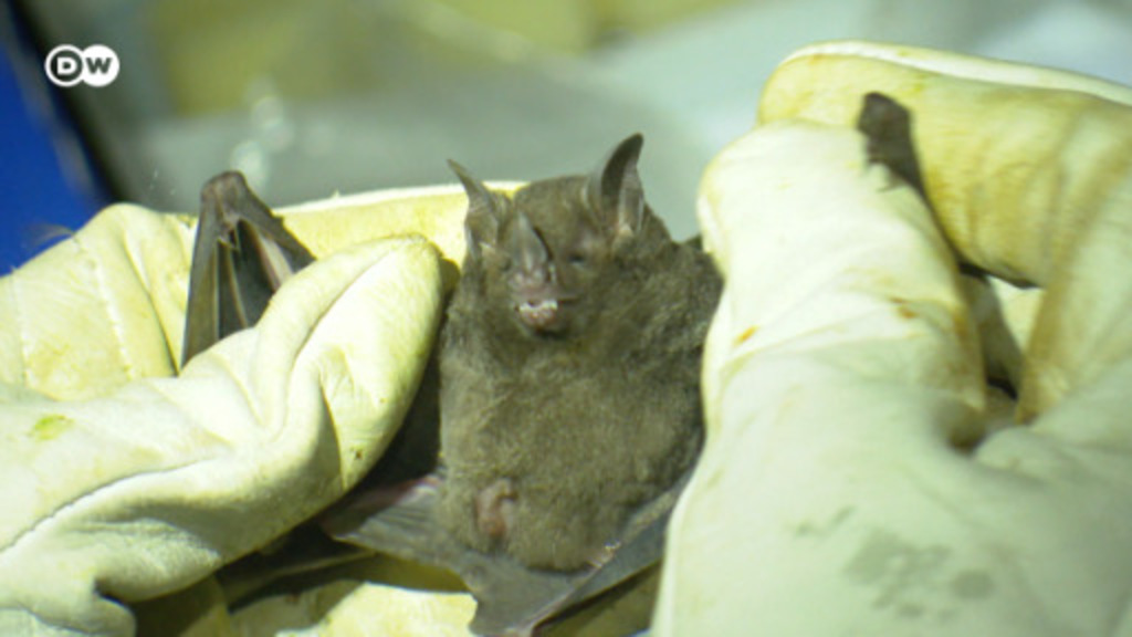 Brazil: Bat researchers search for viruses – DW – 10/01/2020