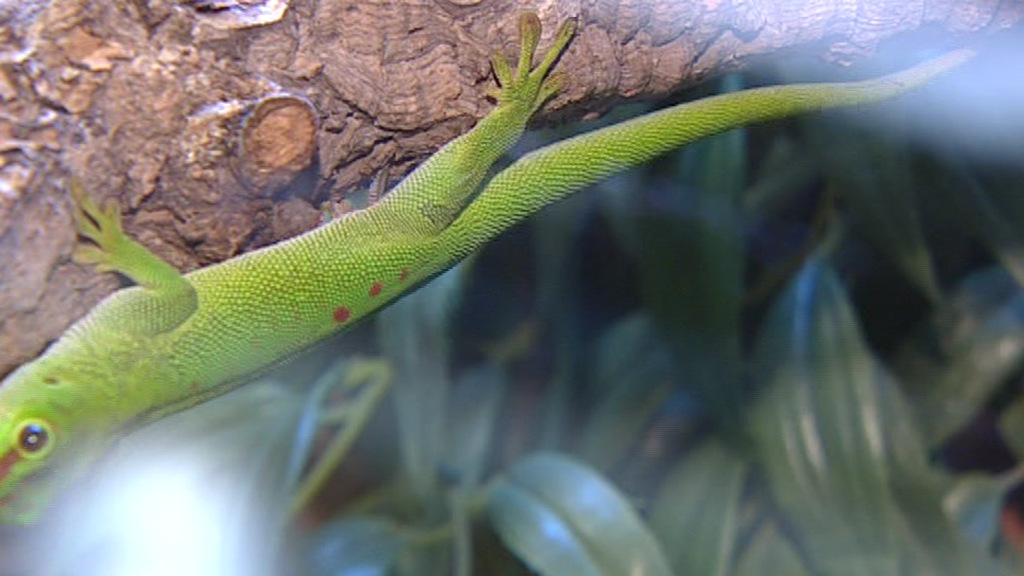 future now # Video Vision: Bionik (englisch) # 14.02.2011 – DW – 02/15/2011