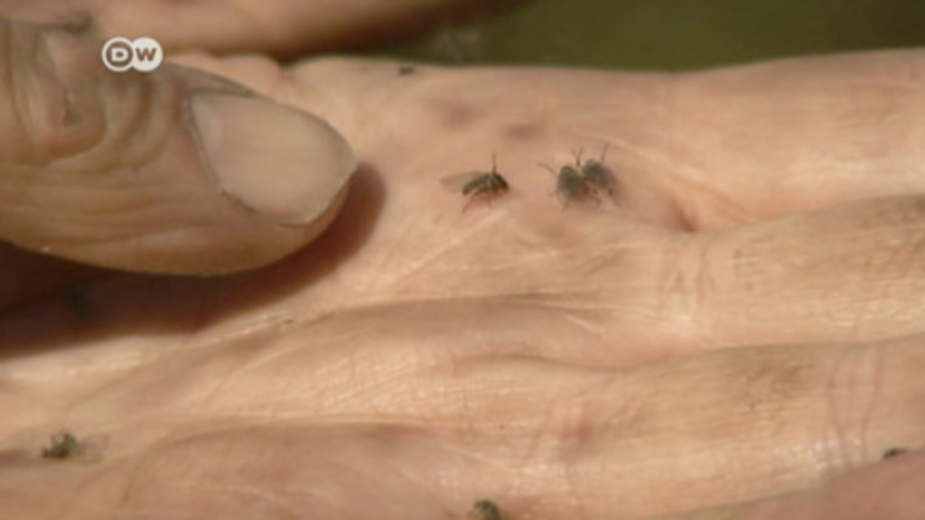 Iceland: Lake of midges – DW – 06/08/2018