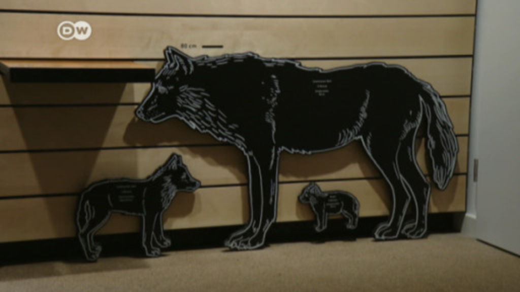 Wolves in Germany – DW – 01/12/2019