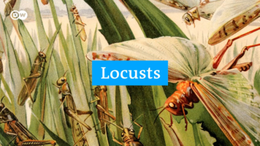 Why we're seeing the worst locust invasion in decades – DW – 07/02/2020