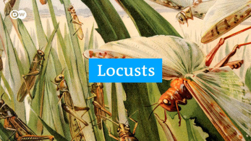 Why we're seeing the worst locust invasion in decades