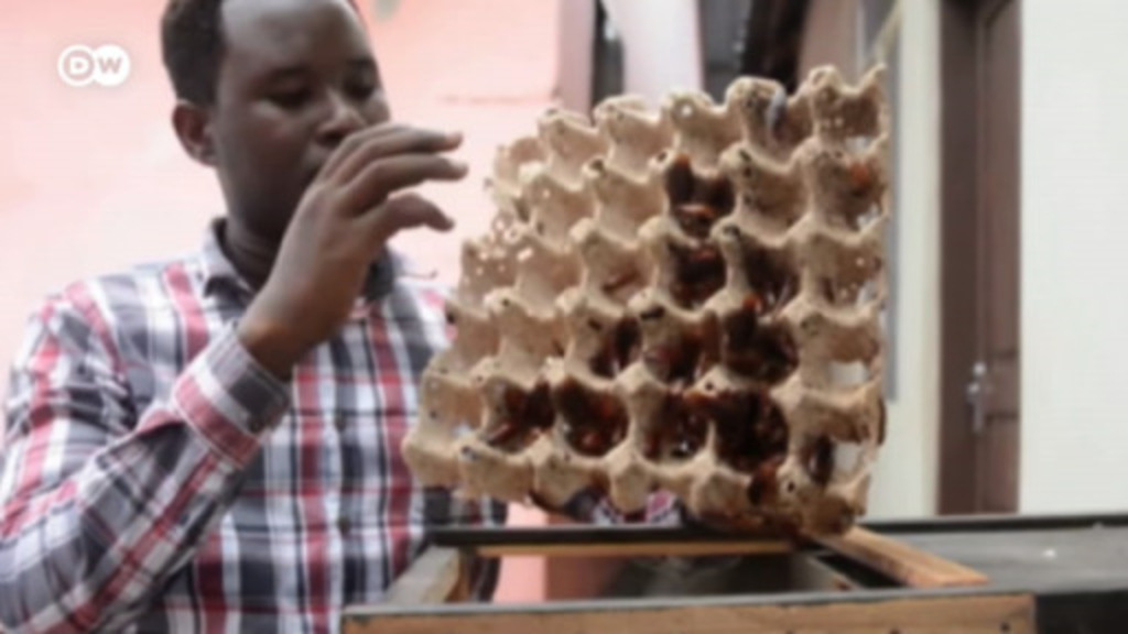 Breeding cockroaches on purpose – DW – 05/21/2021