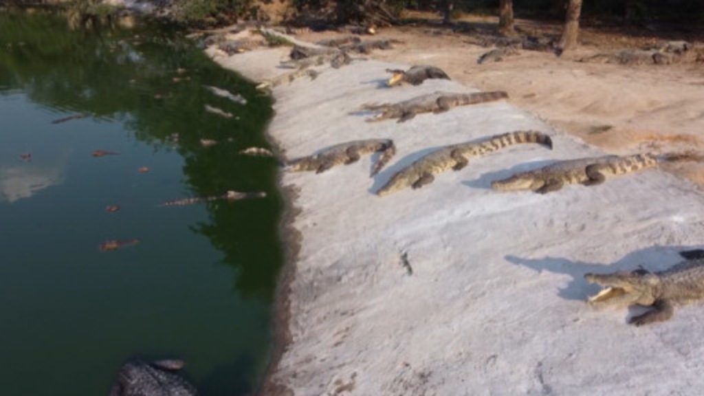 The effort to save Thailand's wild crocodiles – DW – 03/17/2023