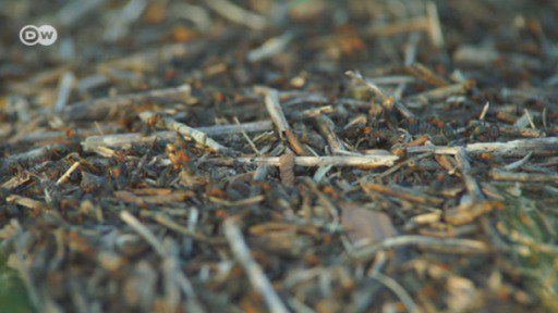 What's the color of insect blood? – DW – 07/27/2018