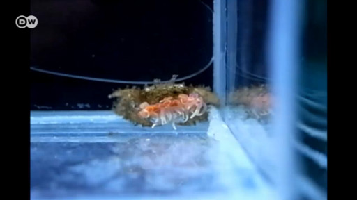 Boxer crabs make bonsai cuttings of pom-pom anemones – DW – 01/31/2017