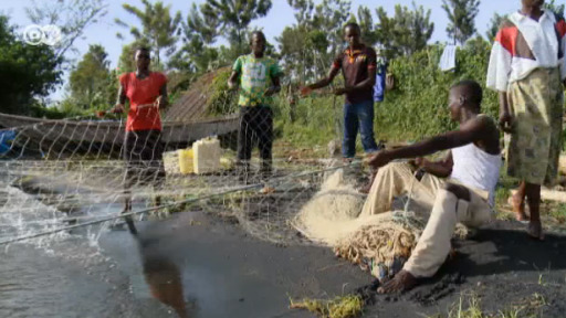 Fresh fish from Lake Victoria – DW – 05/11/2018