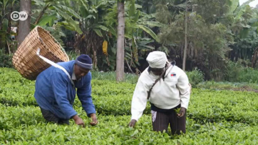 Kenya tea exports in trouble? – DW – 09/24/2019