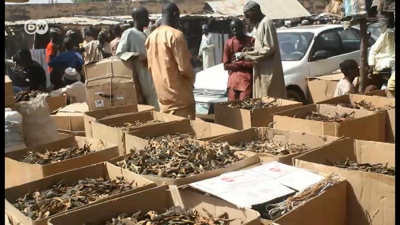 Explore West Africa's largest frog market – DW – 01/27/2021