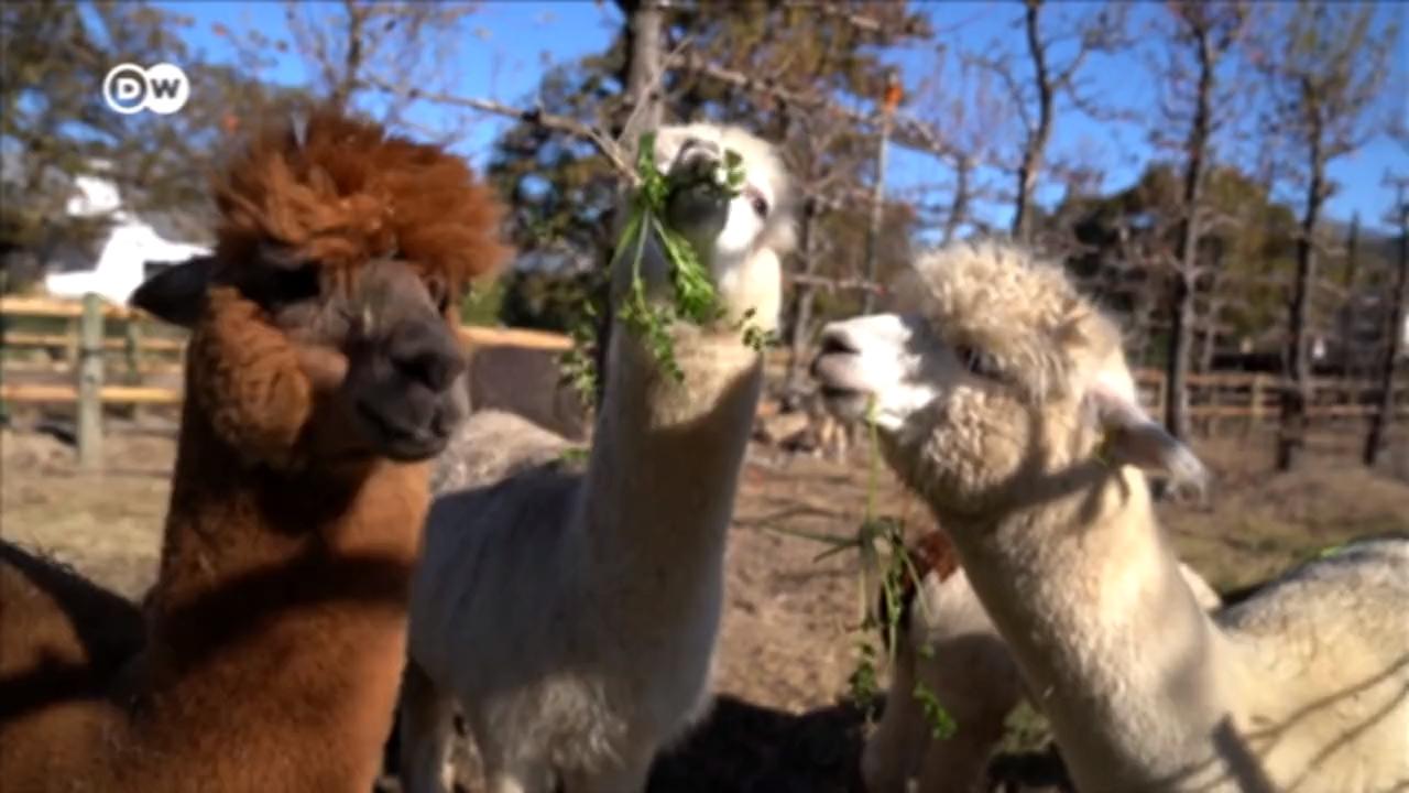 Alpacas help South African farmers go green – DW – 07/05/2021