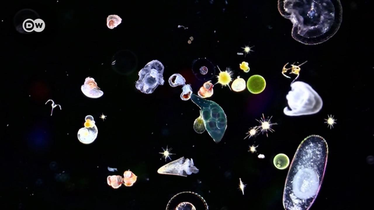 DW Brasil | Notícias e análises do Brasil e do mundo | DW