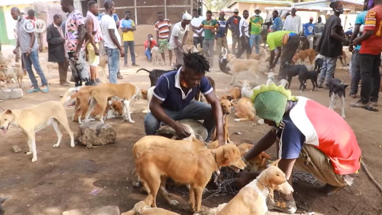 Au Ghana, la viande de chien a la cote – DW – 10/03/2021