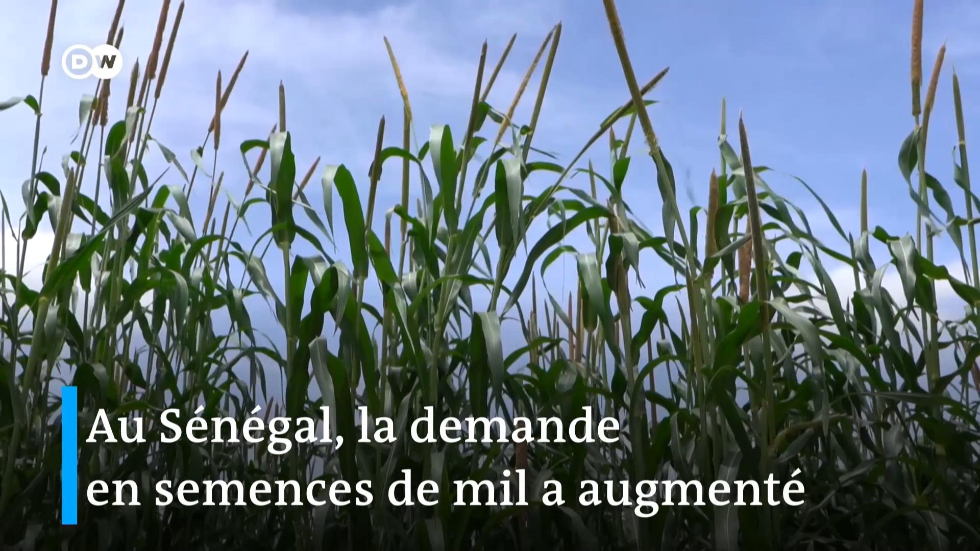 L'Afrique abandonne le blé pour les céréales locales – DW – 09/09/2022