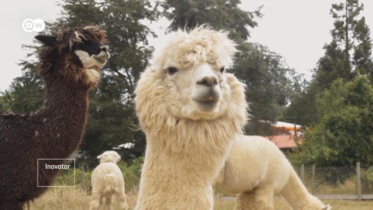 Kemampuan Super Alpaka yang Kejutkan Dunia Penelitian – DW – 07.07.2022