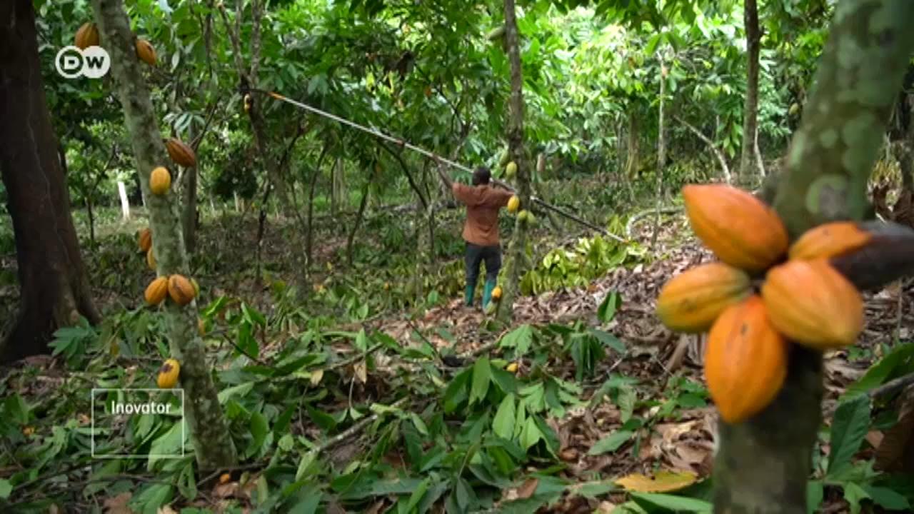 Selamatkan Tanah Pantai Gading dengan Wanatani – DW – 03.11.2022