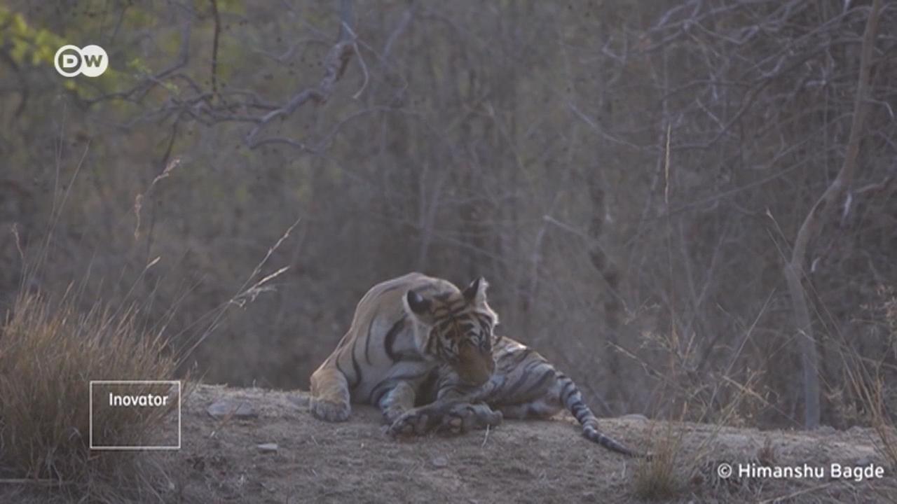 Program Ekowisata Bertujuan Konservasi Harimau – DW – 29.06.2023