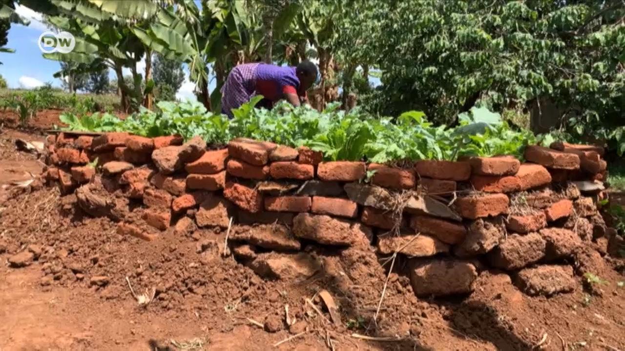 Kilimo 'kichuguu' kwa upanzi wa mboga – DW – 08.01.2021