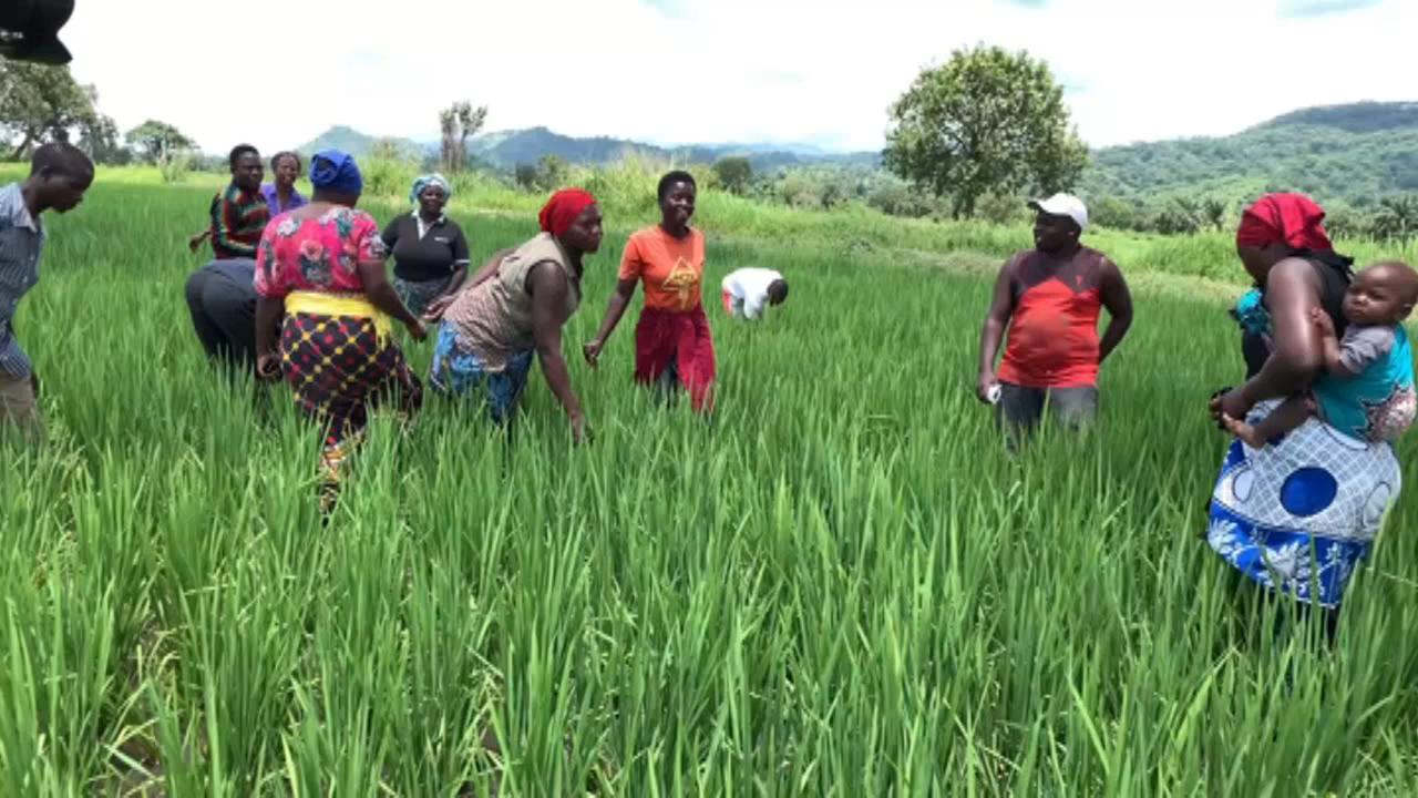 Kilimo Shadidi cha mpunga Morogoro. – DW – 12.03.2021