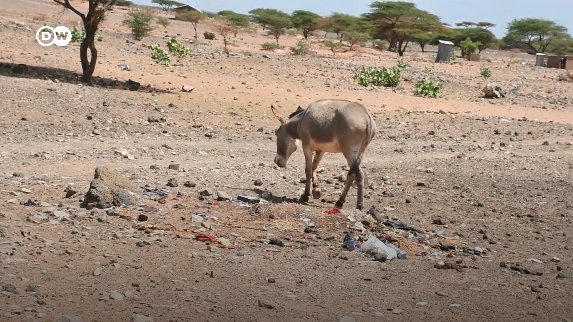 Mifugo yaathirika na Plastiki mjini Marsabit – DW – 11.01.2023