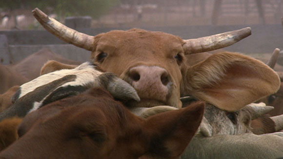 From Tierra del Fuego to Tijuana # Episode 14 # Brahma Bulls in the ...